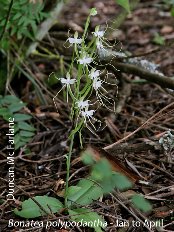 Bonatea polypodantha