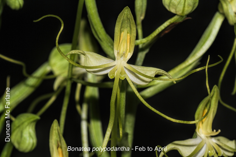 Bonatea polypodantha